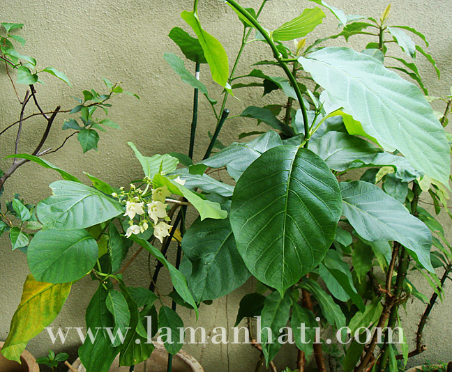 Vallaris - Alchetron, The Free Social Encyclopedia